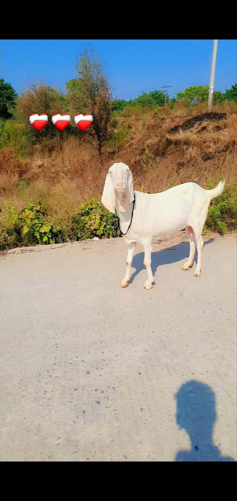 Pure Rajanpuri bakri - Goats - 1108772273
