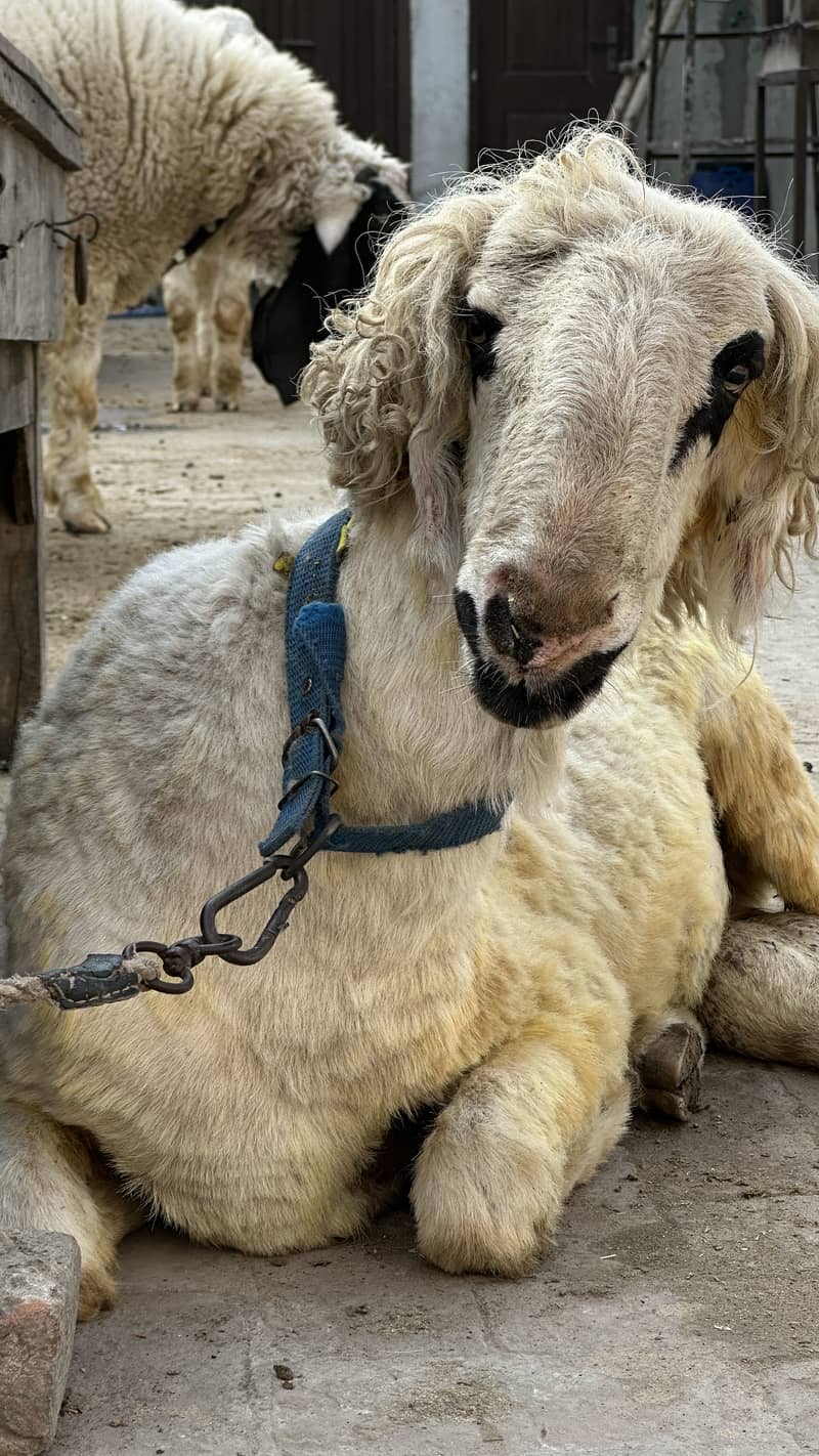 Mundra Chathra Lakha and teddy - Sheep - 1108787456