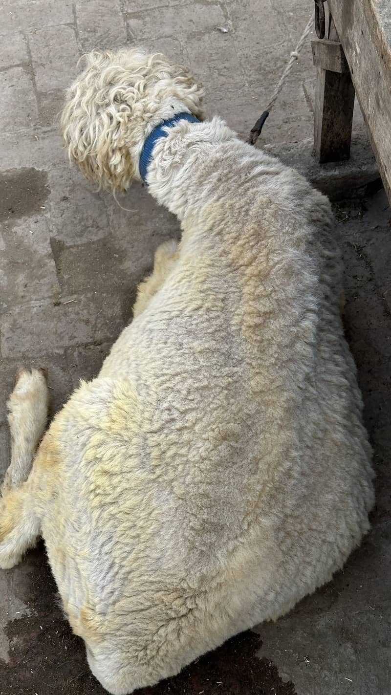 Mundra Chathra Lakha and teddy - Sheep - 1108787456