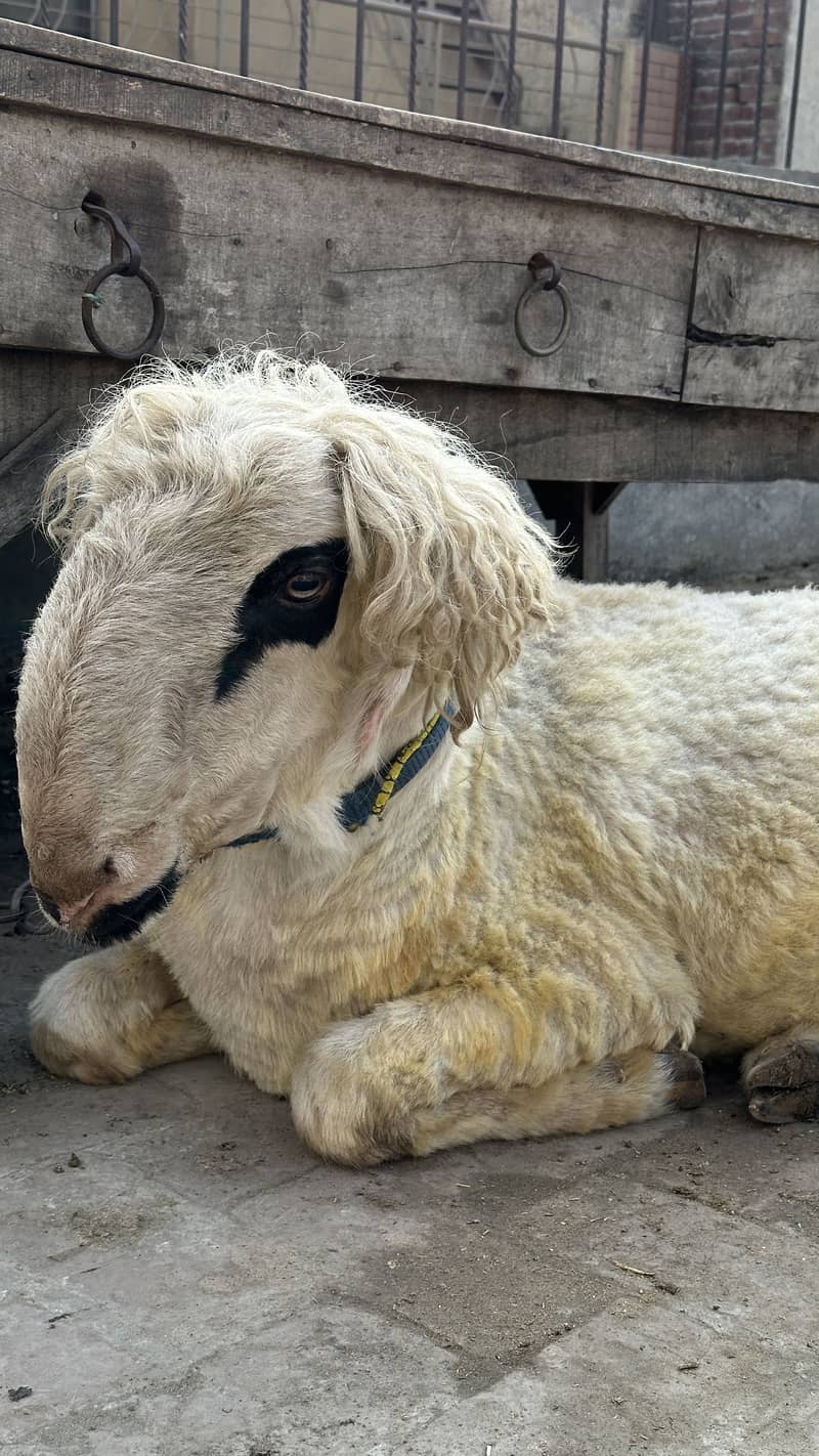 Mundra Chathra Lakha and teddy - Sheep - 1108787456