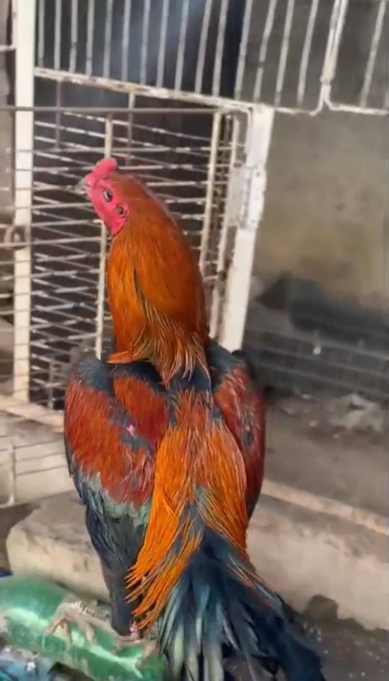 pure Thai vait breeder murga - Hens - 1108790205
