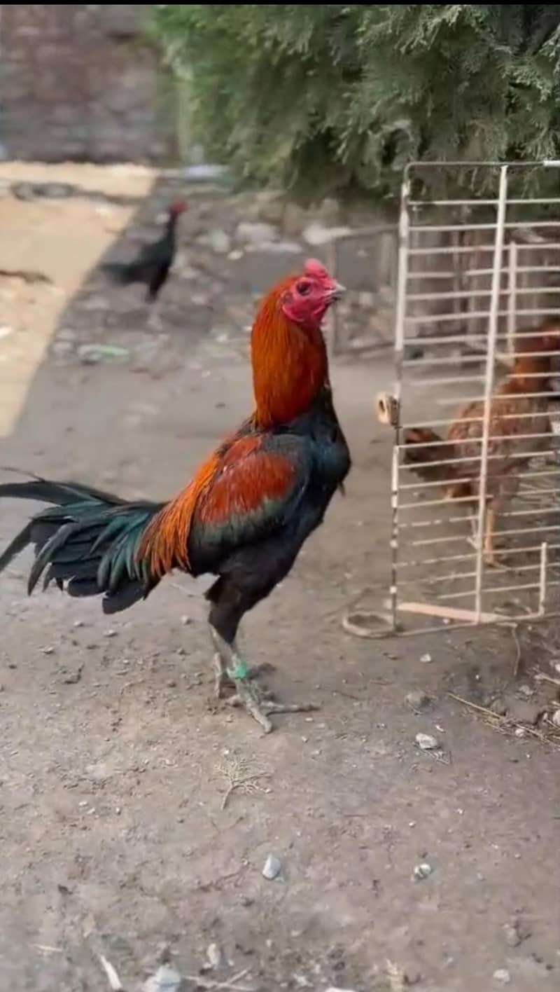 pure Thai vait breeder murga - Hens - 1108790205