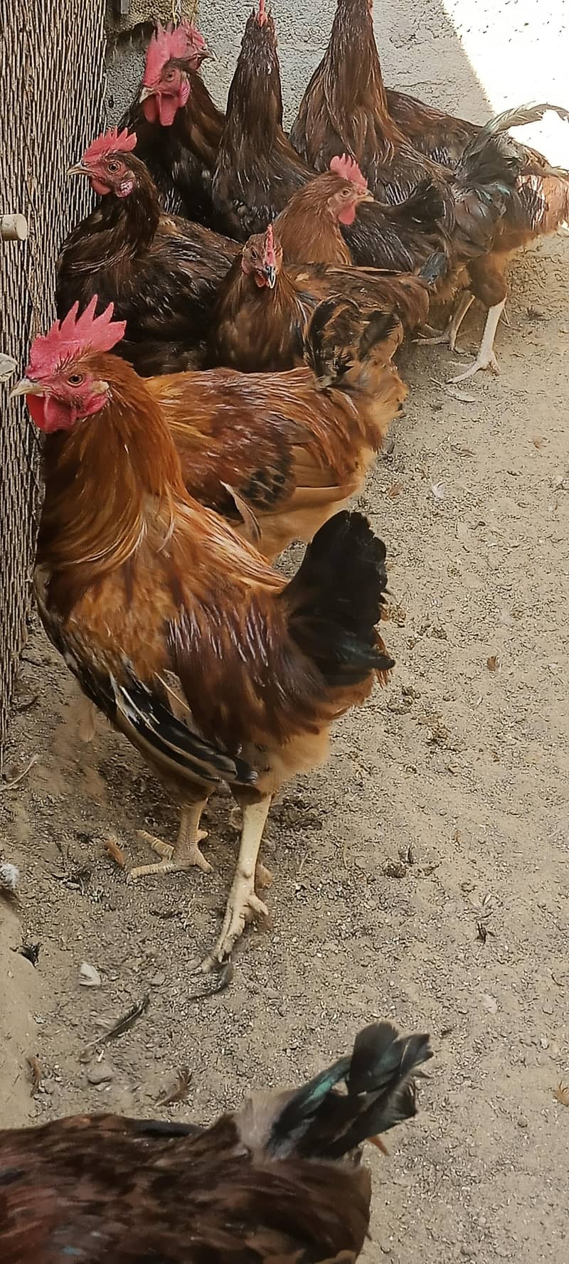 Rhodes Island Red Commercial Breed RIR Male Rooster Murgha Desi - Hens ...