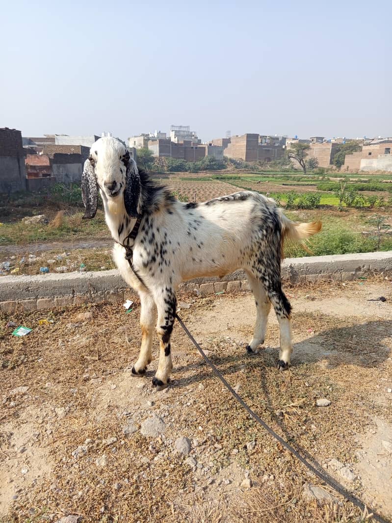 Betal dasi bread hited bakra - Goats - 1108799105