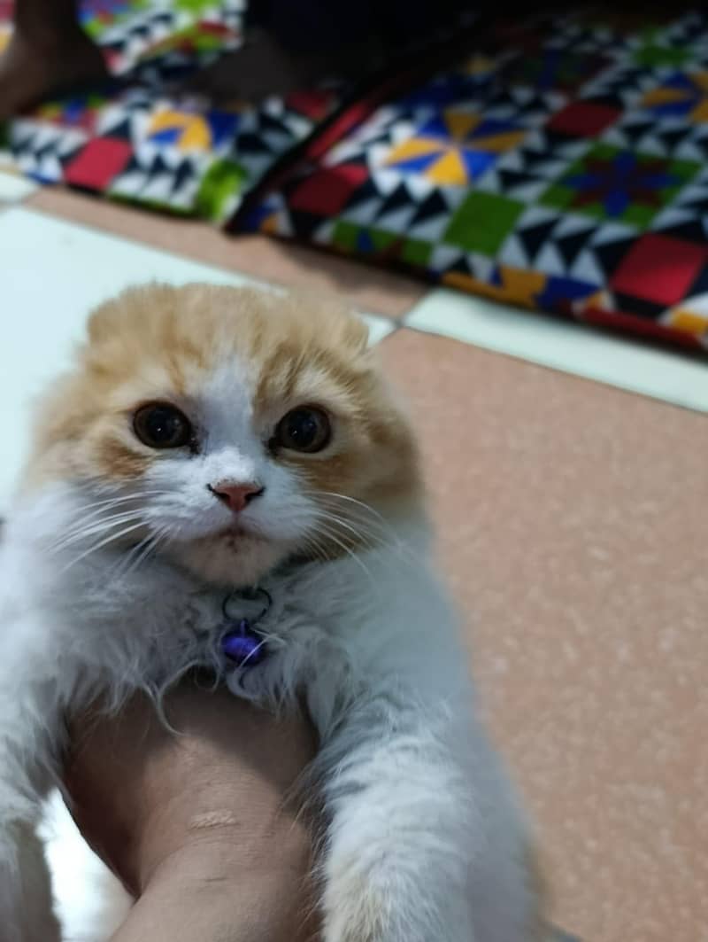 Semi Persian Male Kitten - Cats - 1108809752