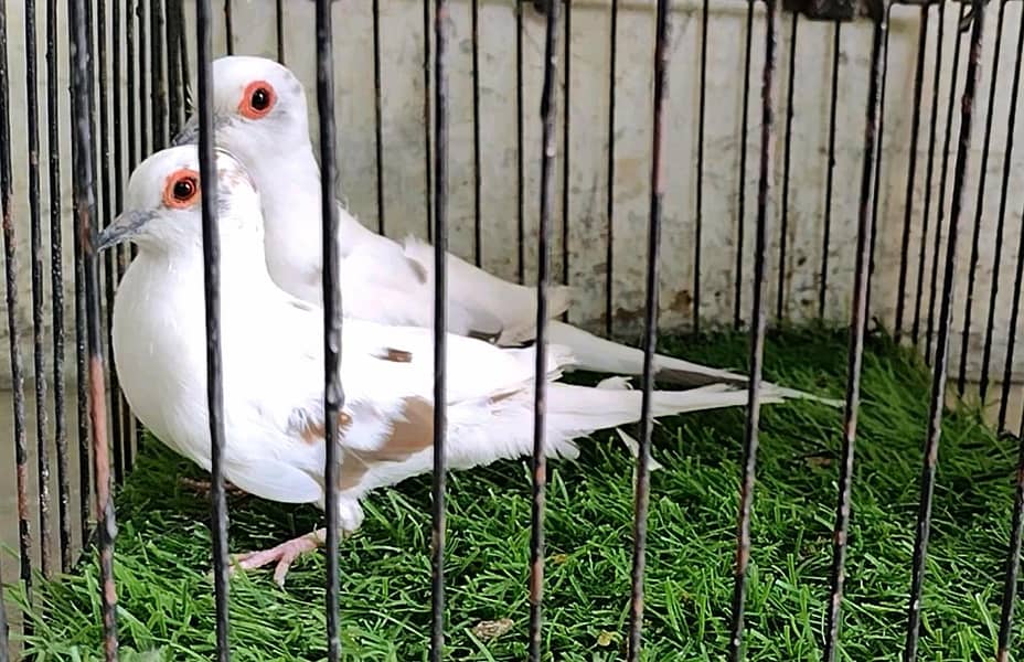 `Diamond Pied Dove Breeder pair - Doves - 1108830114