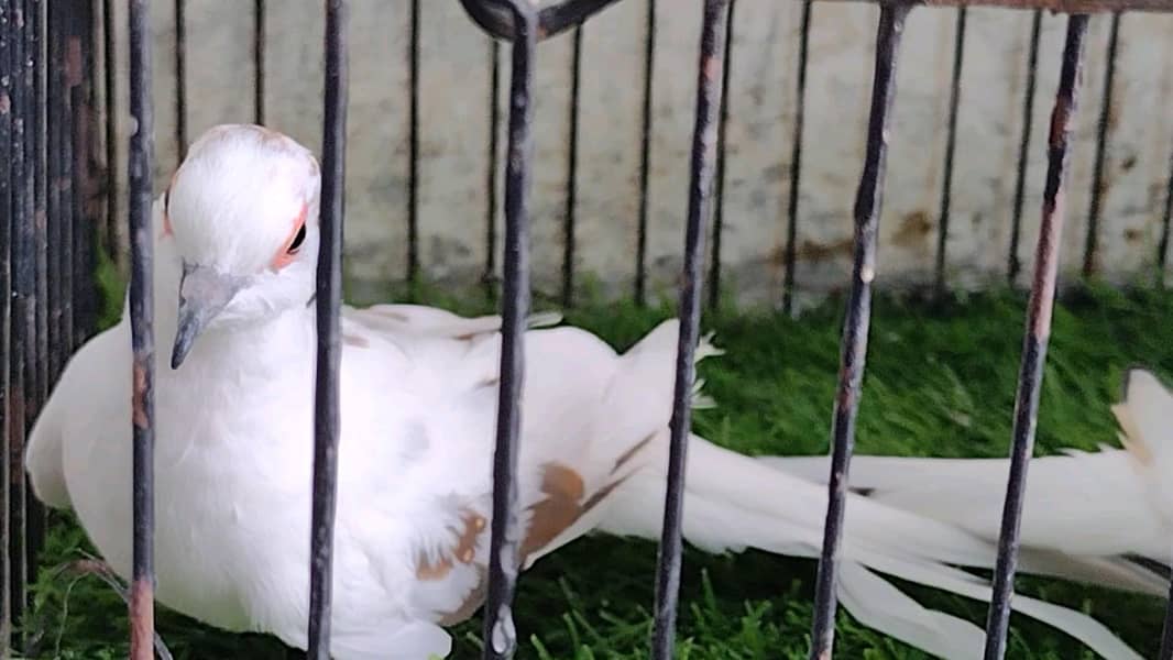 `Diamond Pied Dove Breeder pair - Doves - 1108830114
