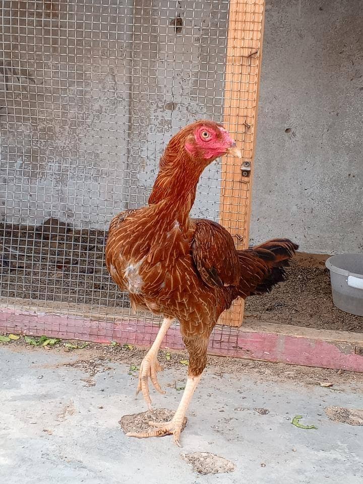 good chicken - Hens - 1108832503