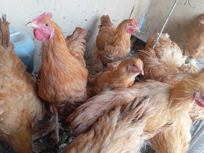 Golden Buff Male for sale - Hens - 1108833663