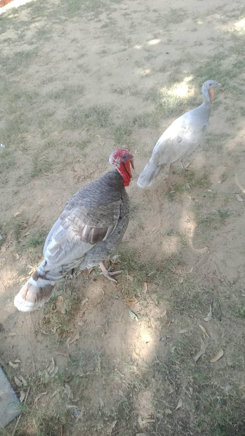 Blue Turkey Male - Other Birds - 1108857514