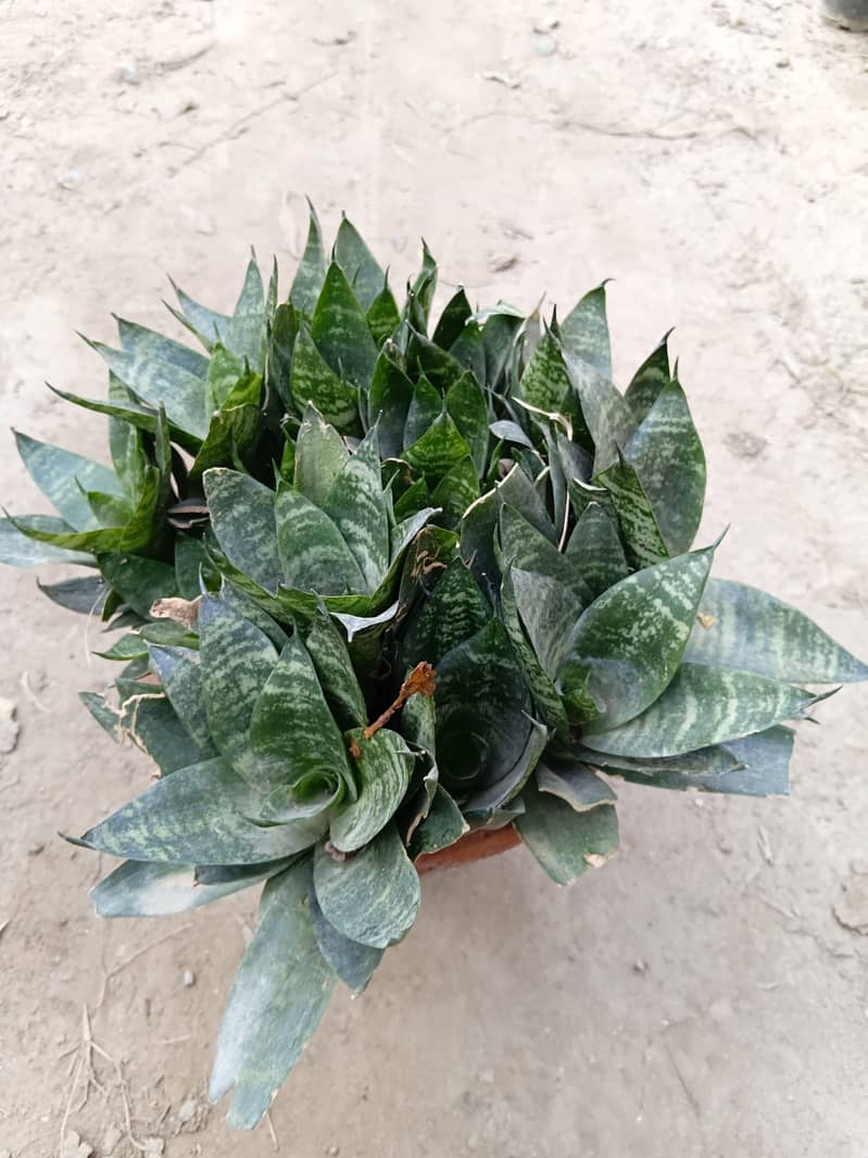 snake plant and foxtail - Plants & Pots - 1108848165