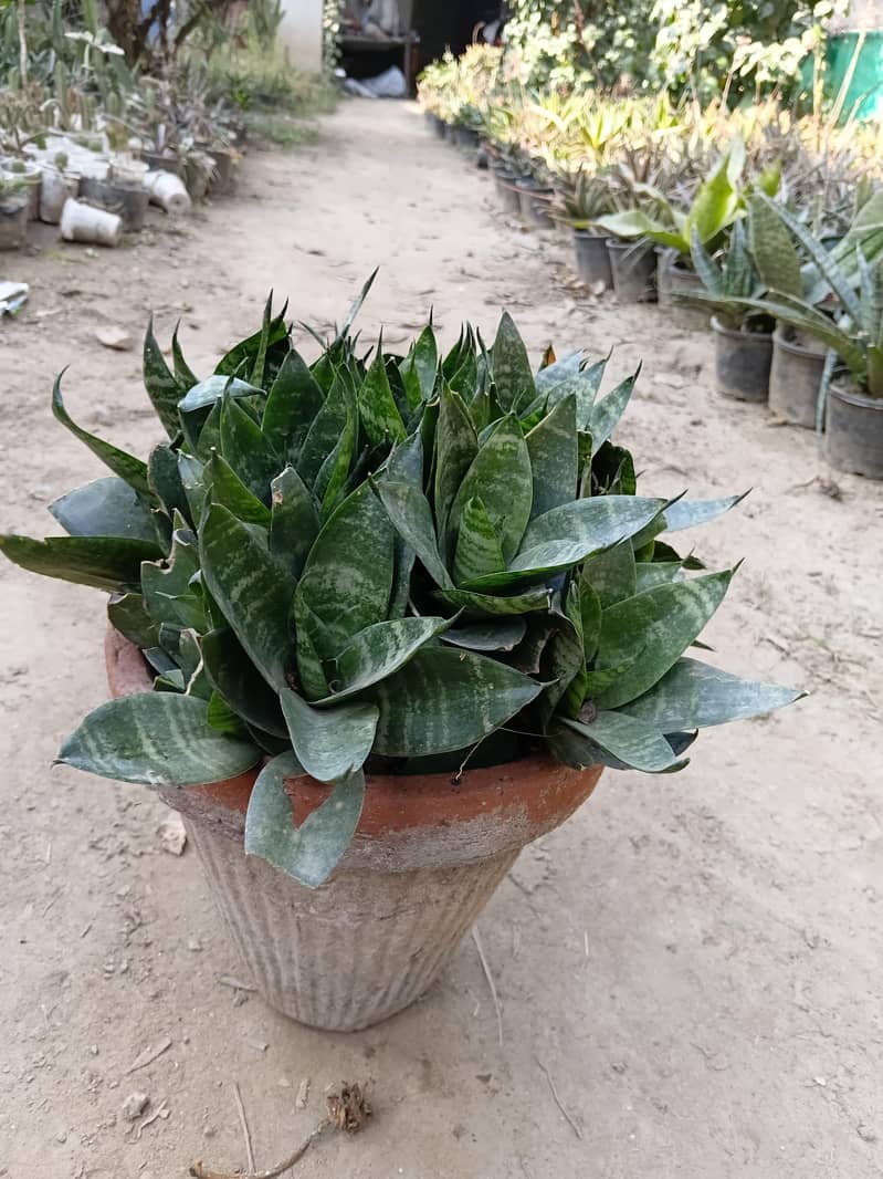 snake plant and foxtail - Plants & Pots - 1108848165
