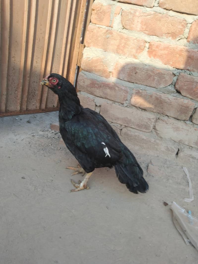 amrohi raze aseel murgi for sel - Hens - 1108872389