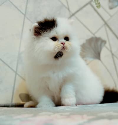 Persian cat/pike face kittens/triple coated/Persian kittens - Cats ...