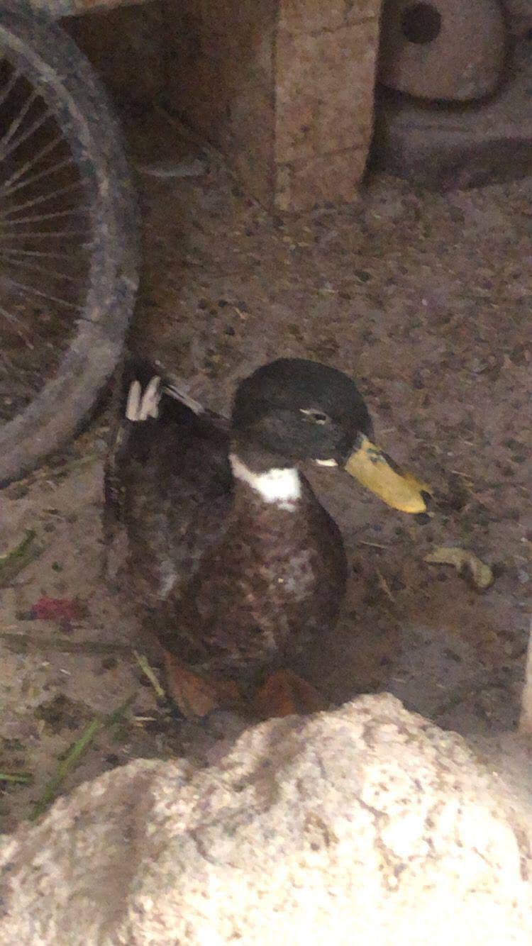 Healthy Ducks Available For Sale! - Ducks - 1108884344