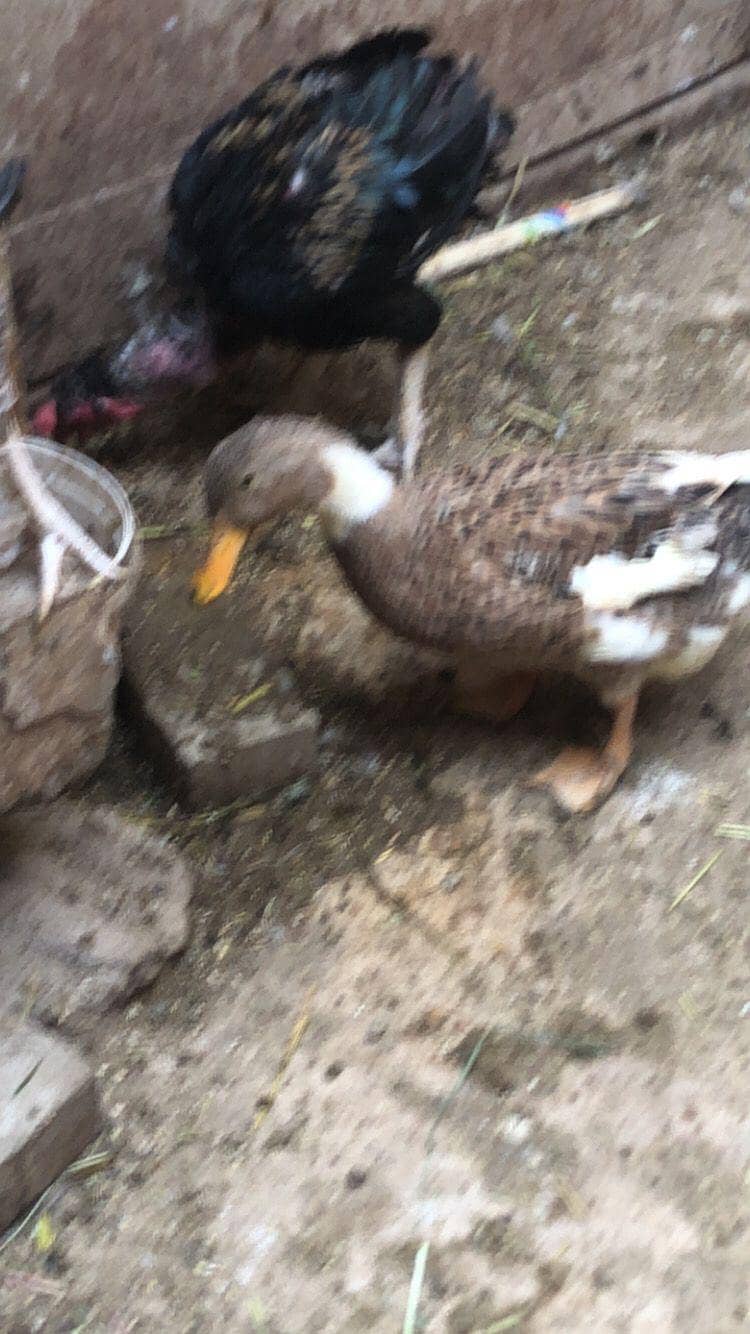 Healthy Ducks Available For Sale! - Ducks - 1108884344