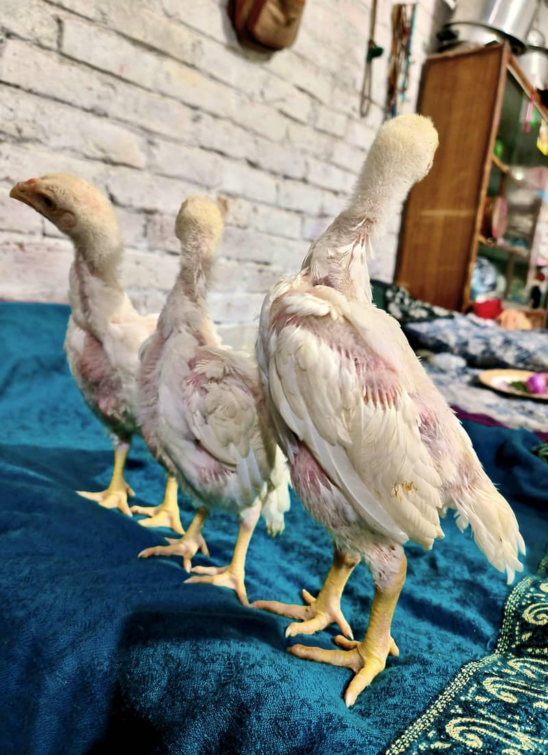 White German Shamoo full helde and actev - Hens - 1108886928