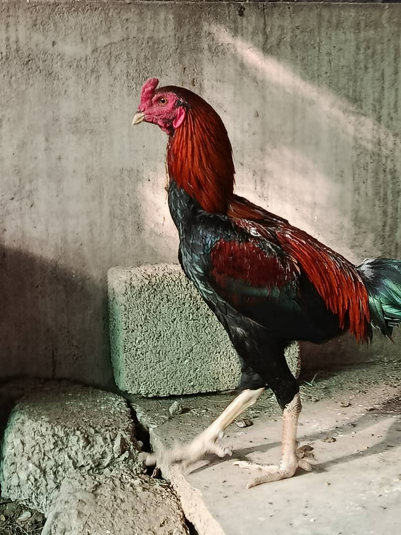 Aseel thai - Hens - 1108894364