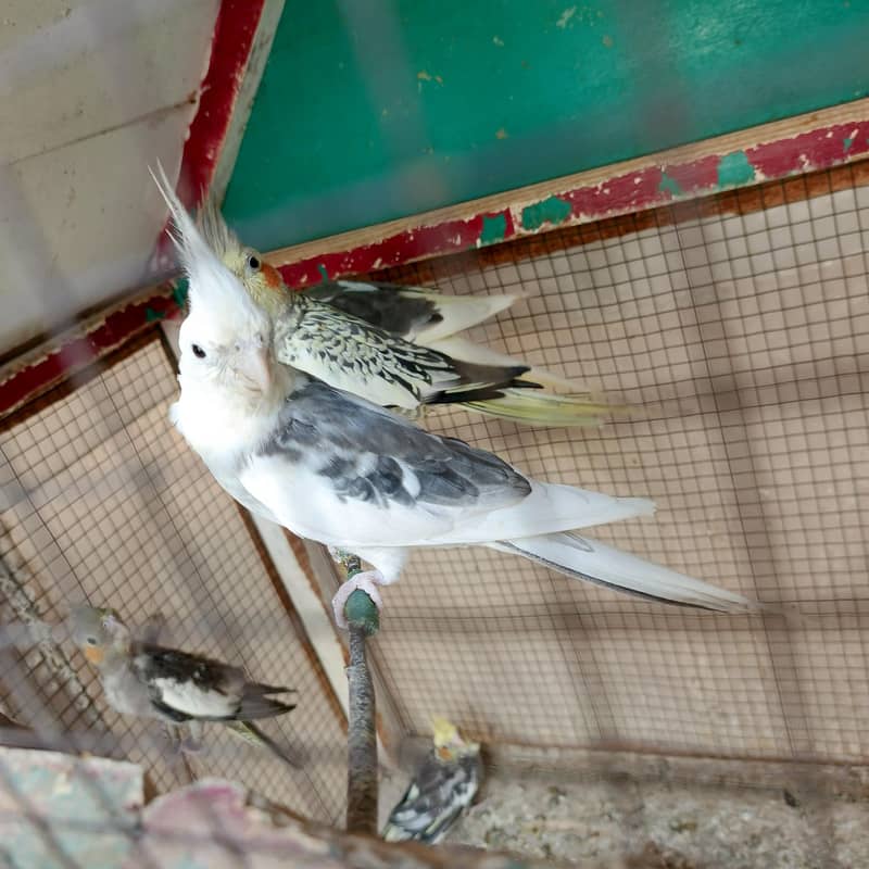 Cocktail Parrot pairs For sale Urgent. - Parrots - 1107503811