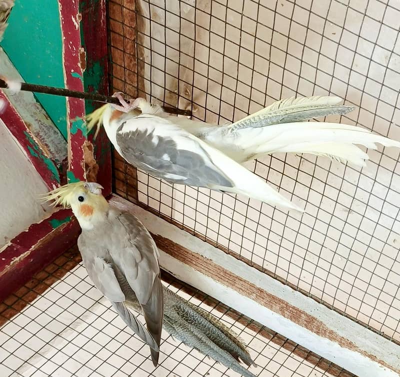 Cocktail Parrot pairs For sale Urgent. - Parrots - 1107503811