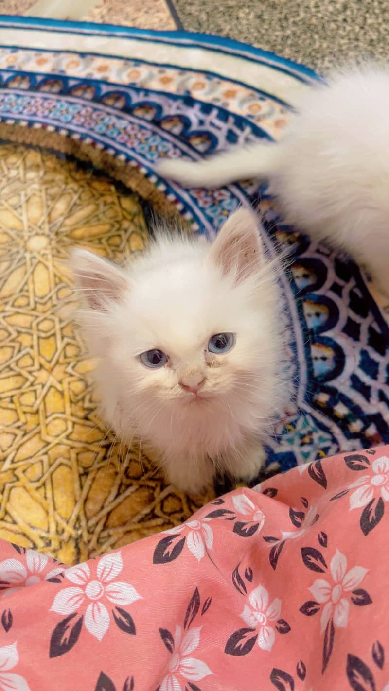 Persian white cat/kitten double coat/ cute kitty /blue eye kitten ...