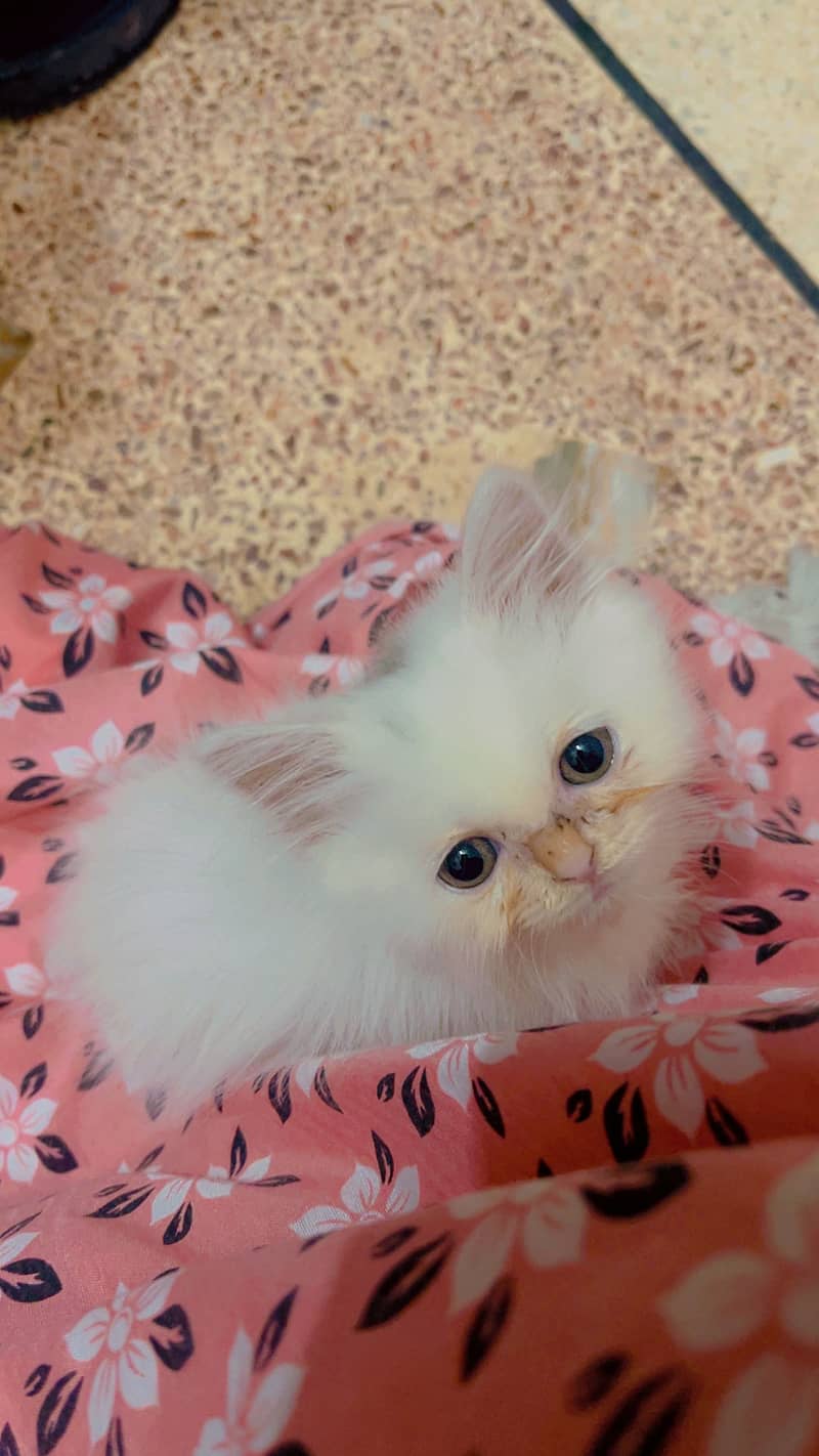 Persian white cat/kitten double coat/ cute kitty /blue eye kitten ...