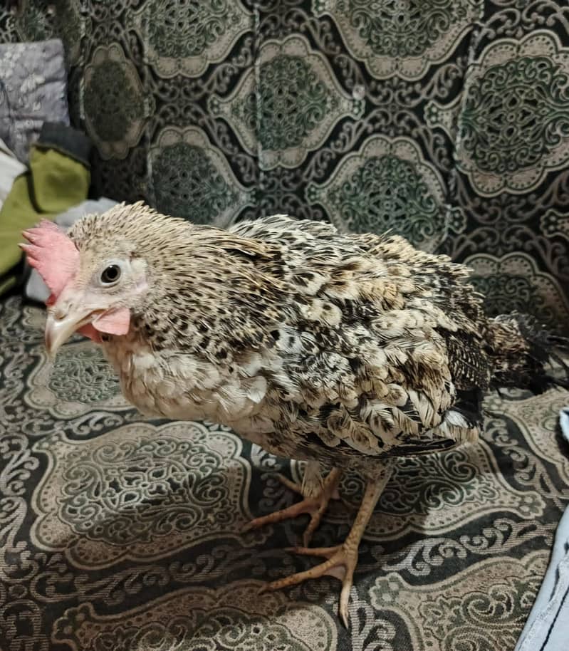 Hens 2 male and 1 female ha total 3 - Hens - 1108916501