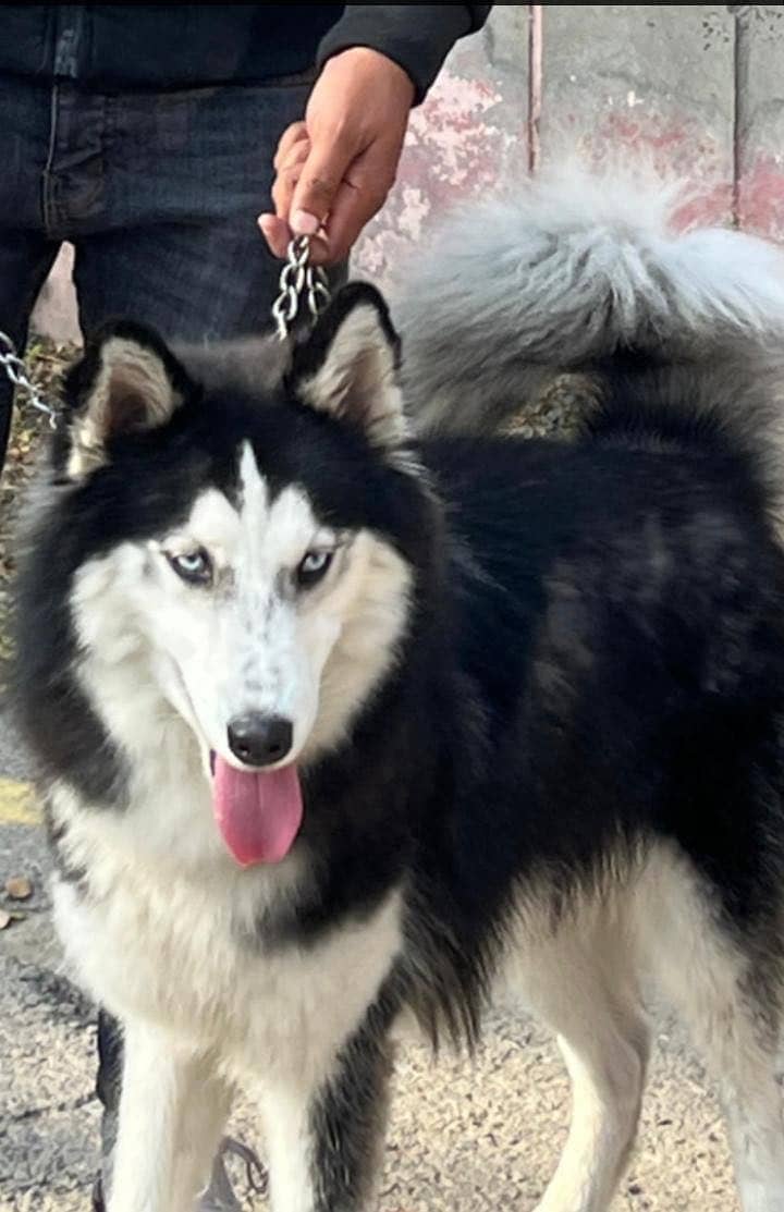 Orginal Siberian husky stud available - Dogs - 1108931313