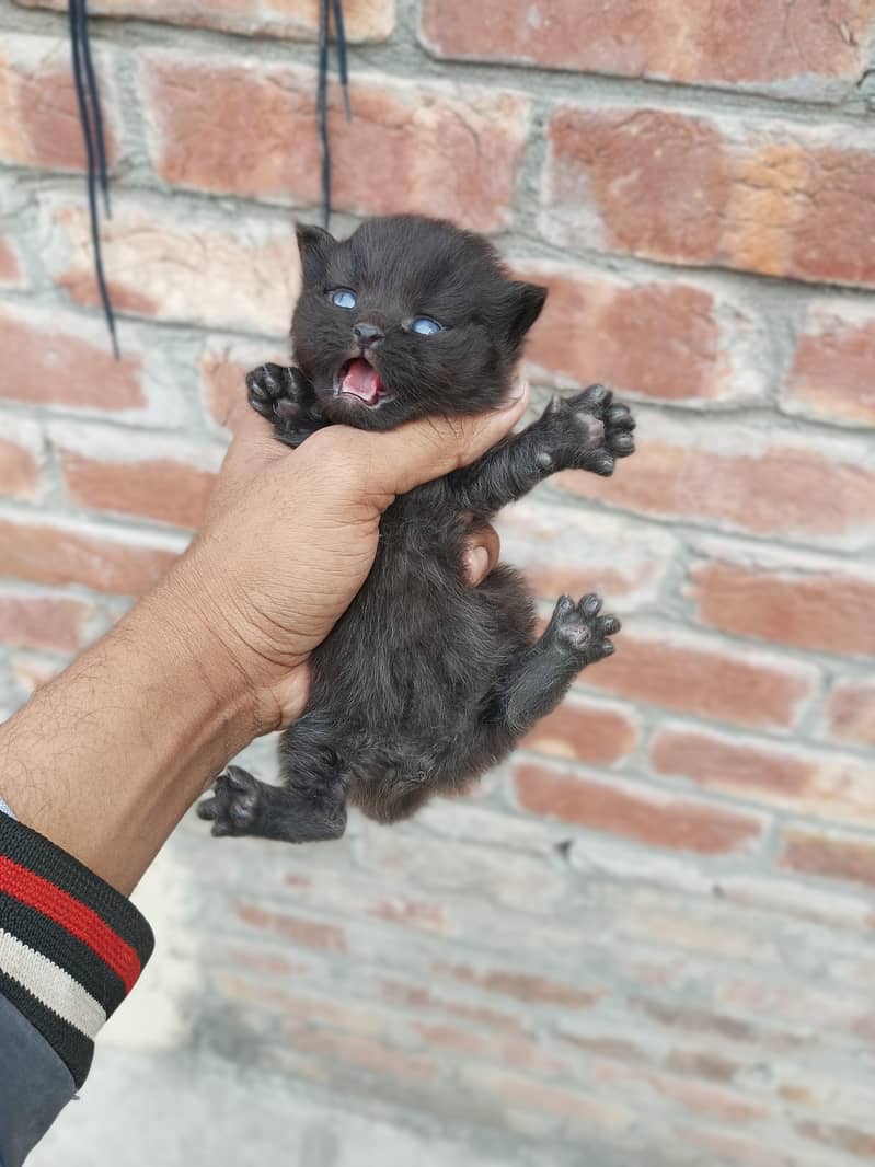 Black punch face paire Blue eyes - Cats - 1108932262