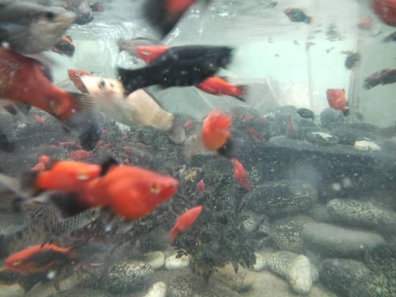 mollies & platties in single & multi colours red, black, white - Fish ...