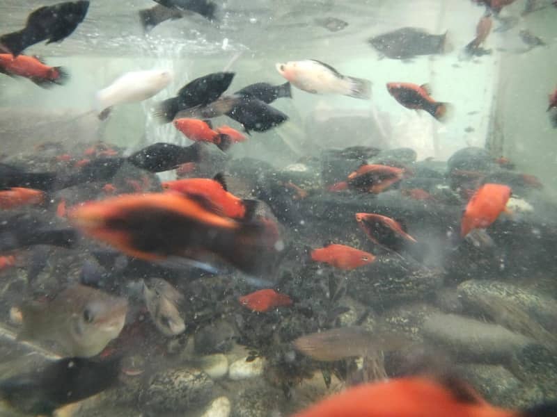 mollies & platties in single & multi colours red, black, white - Fish ...
