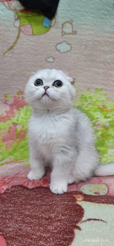 Scottish fold kittin for sell. 0313 4935014 - Cats - 1108986122