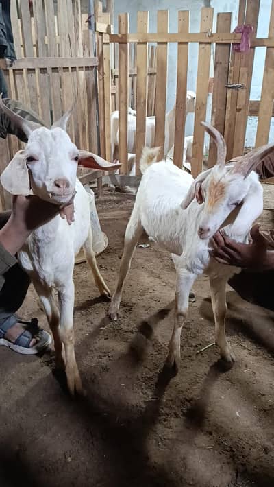 hydrabadi tapra 2 jori male - Goats - 1108770951