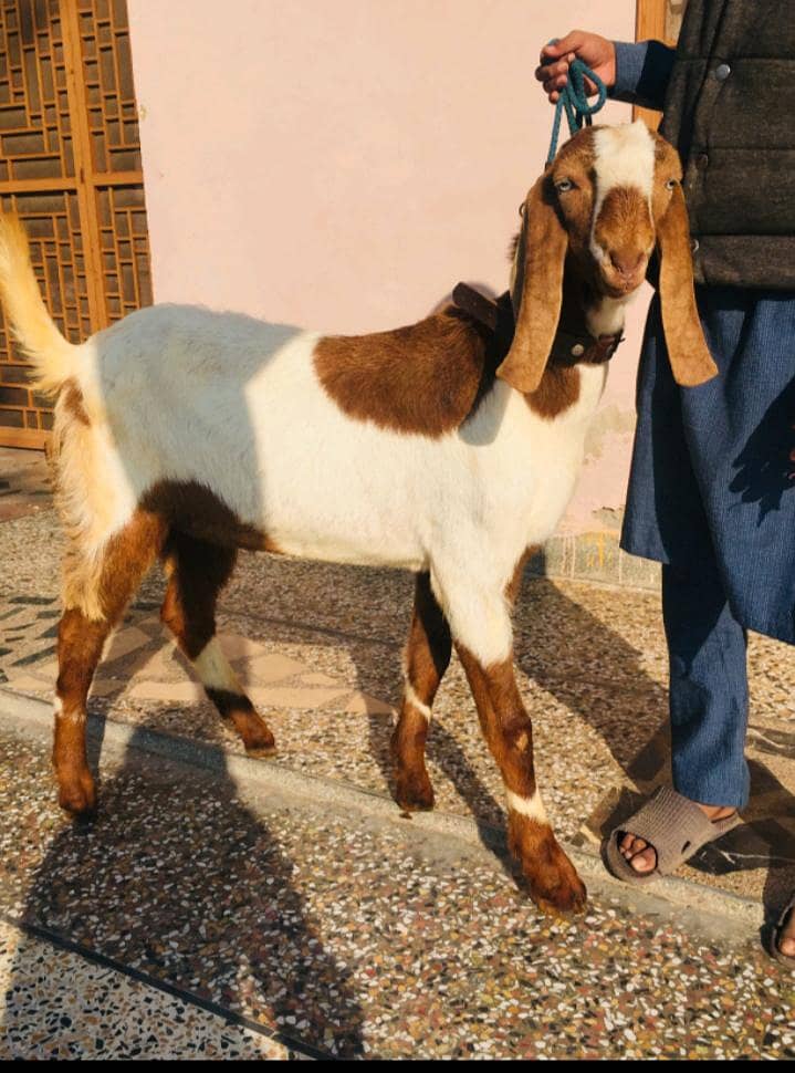 bital Bakra (goat) 03335358766 - Goats - 1108996509