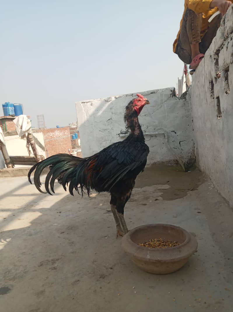 Burmi pakoya - Hens - 1108999509