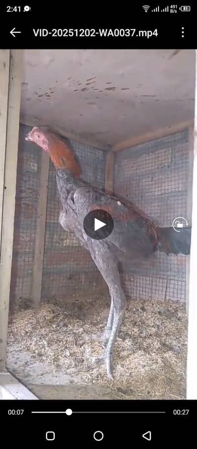 Burmi Pakoye\ high qulity\ long hight bird - Hens - 1109003948