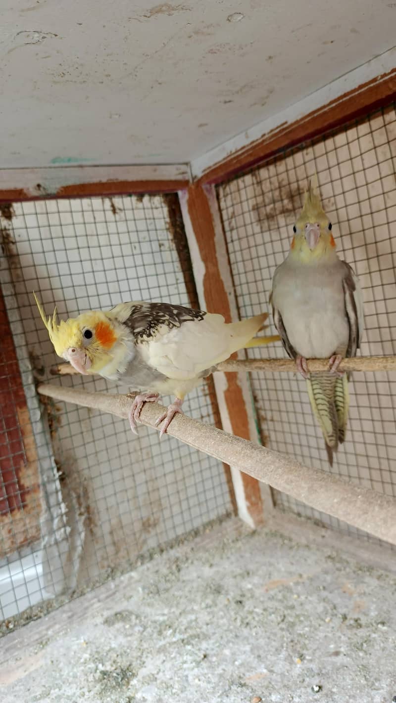 Cocktail Parrot pairs For sale Urgent. - Parrots - 1107503811