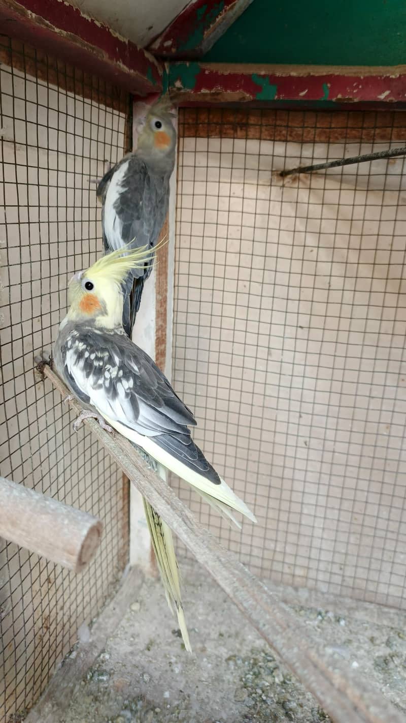 Cocktail Parrot pairs For sale Urgent. - Parrots - 1107503811