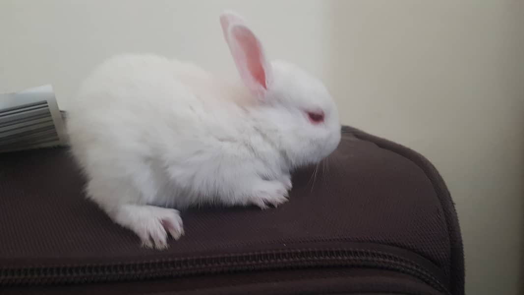 Rabbit bunnies Pet Hobby - Rabbits - 1109024071