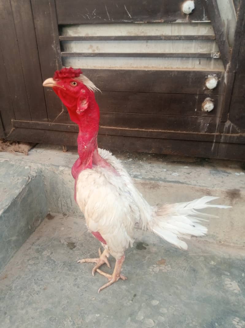 paper wite pair jis kisi ko lyna hai rabta kry - Hens - 1109061227