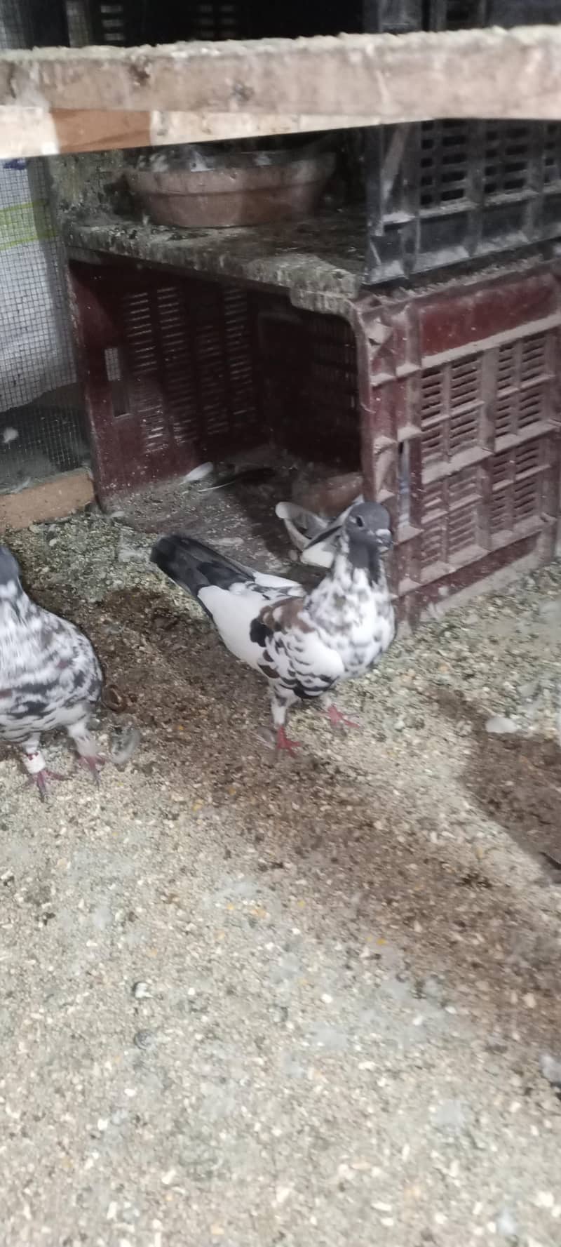 German Lahori Sherazi and Chitte Lalband Roshan Bhabray - Pigeons ...