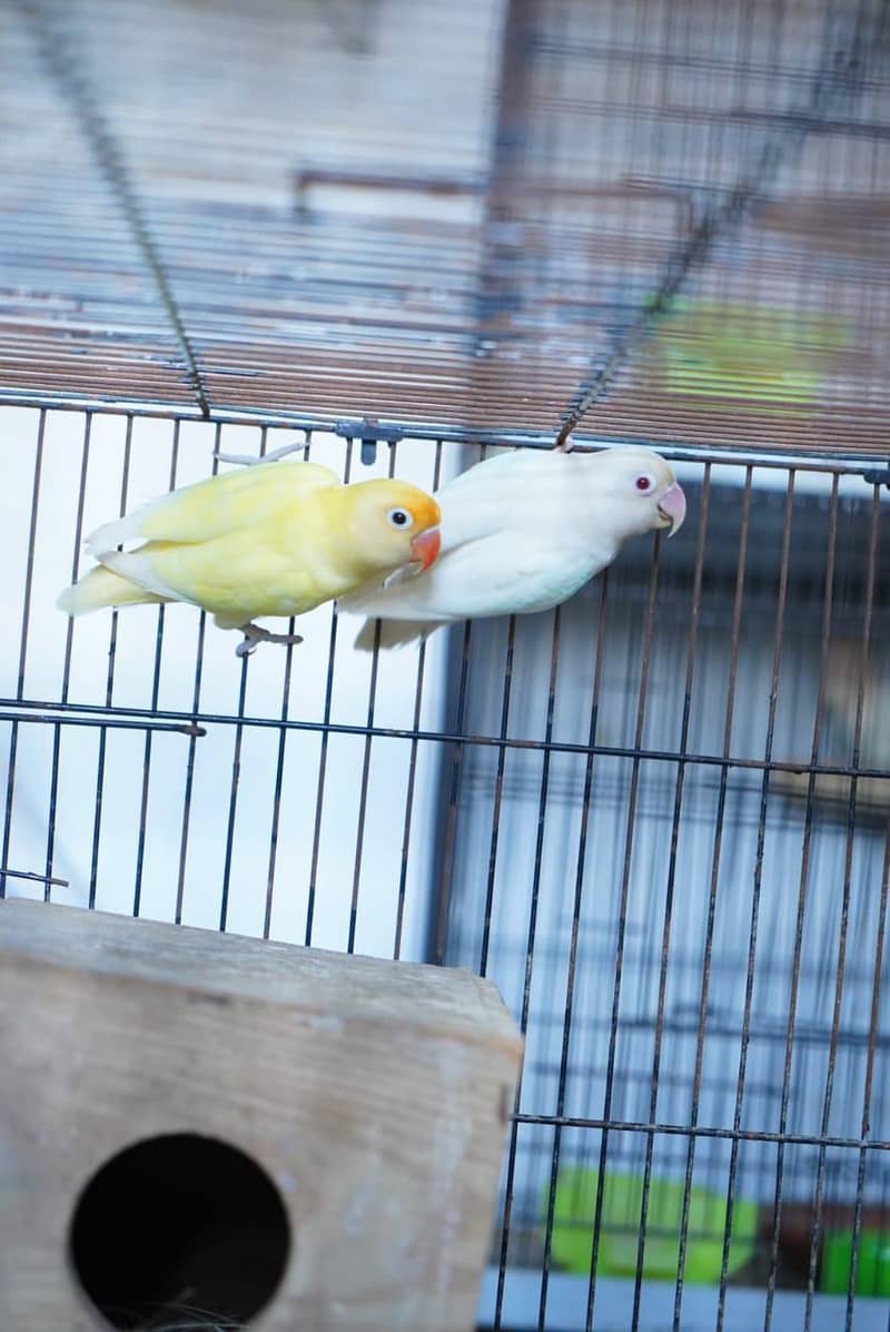 albino red eye . parblue pasteleno and palefellow - Parrots - 1109074719