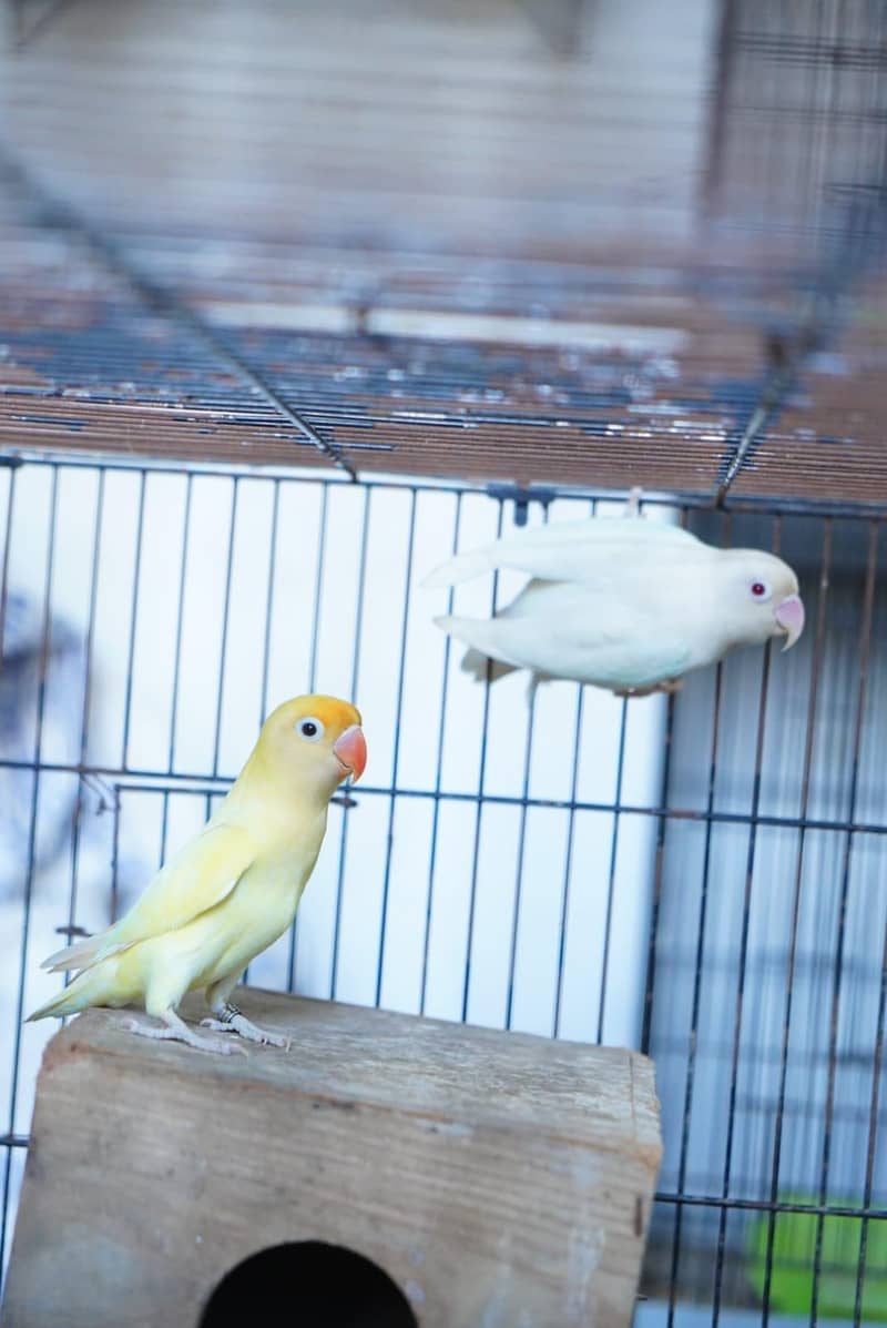 albino red eye . parblue pasteleno and palefellow - Parrots - 1109074719