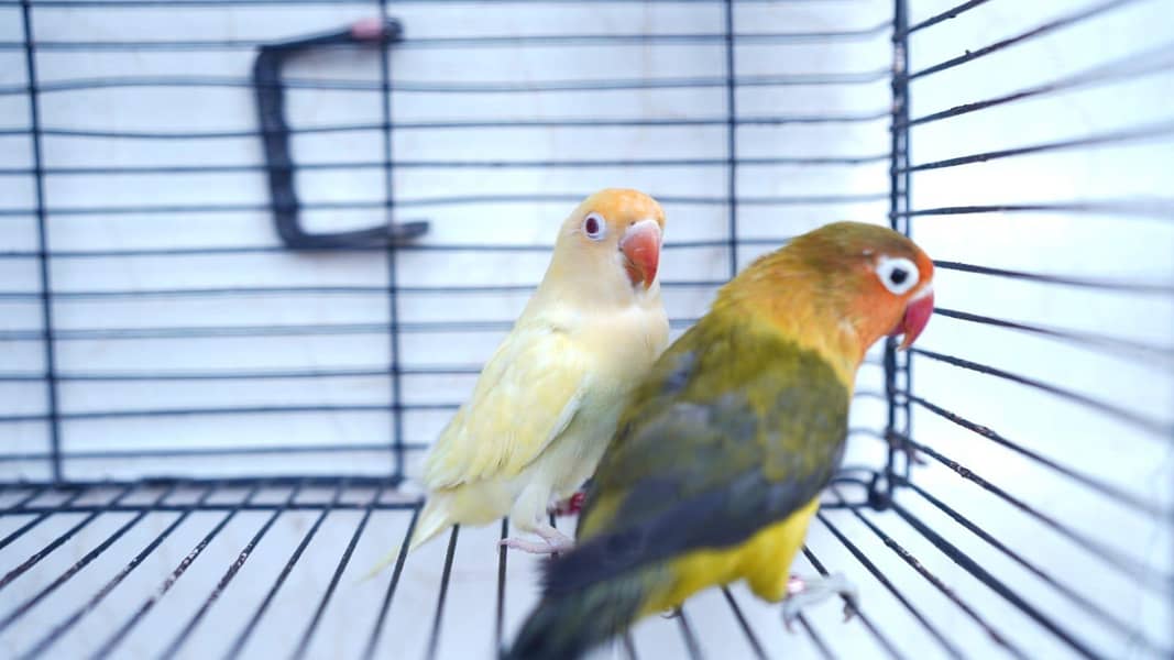 albino red eye . parblue pasteleno and palefellow - Parrots - 1109074719