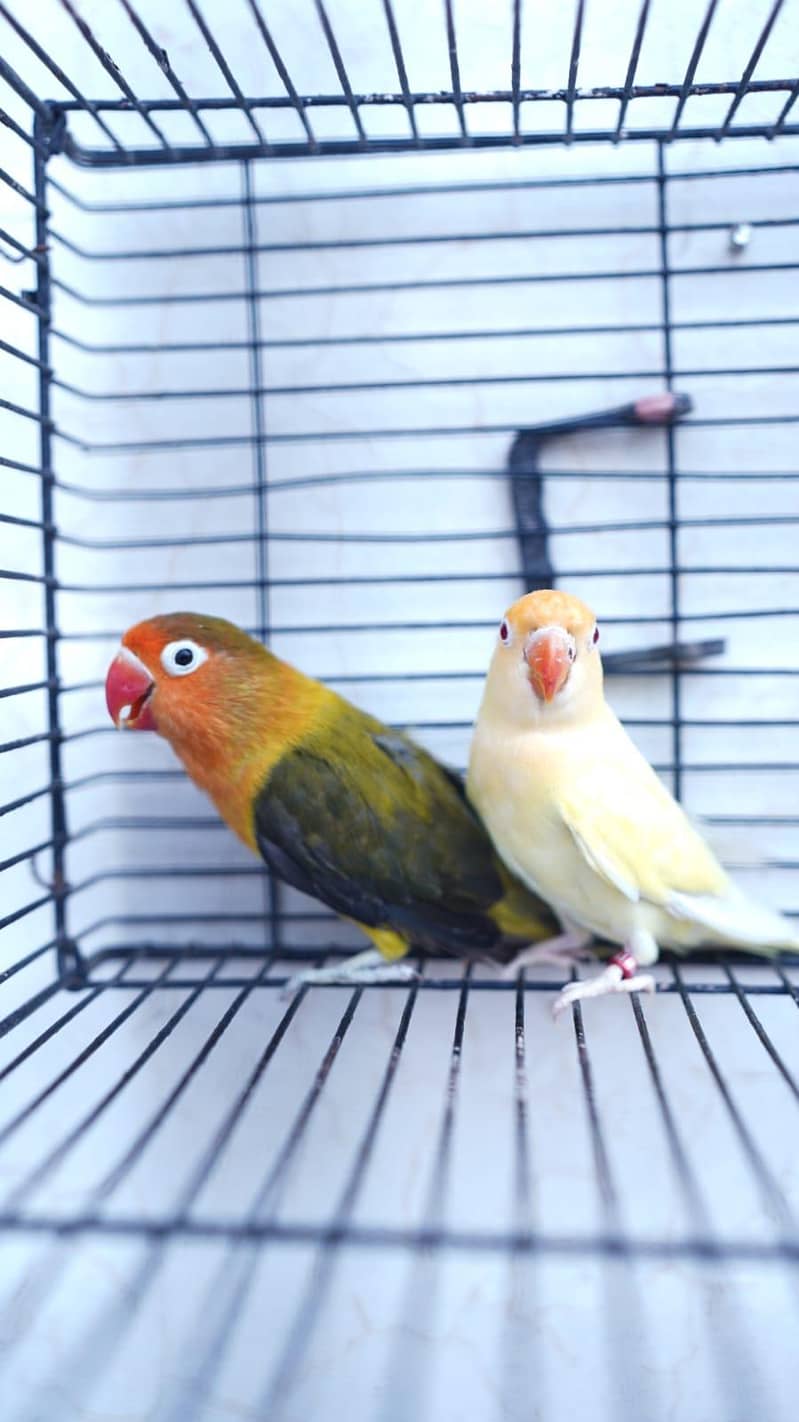 albino red eye . parblue pasteleno and palefellow - Parrots - 1109074719