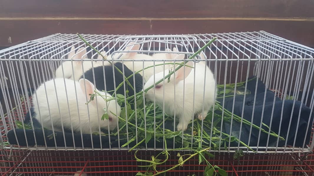 Rabbit bunnies Pet Hobby - Rabbits - 1109024071