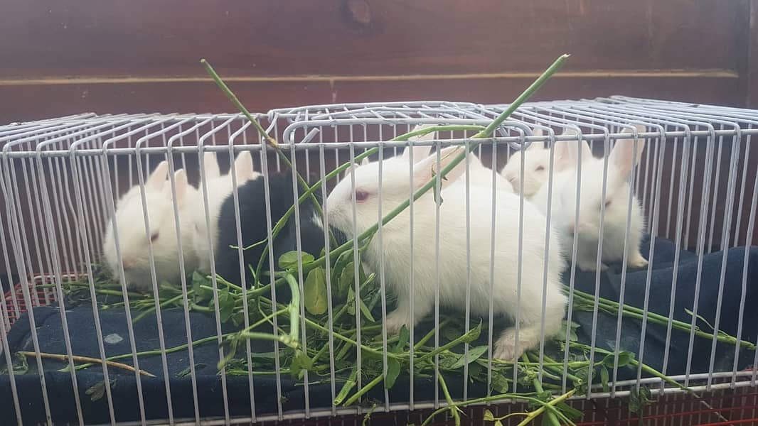 Rabbit bunnies Pet Hobby - Rabbits - 1109024071