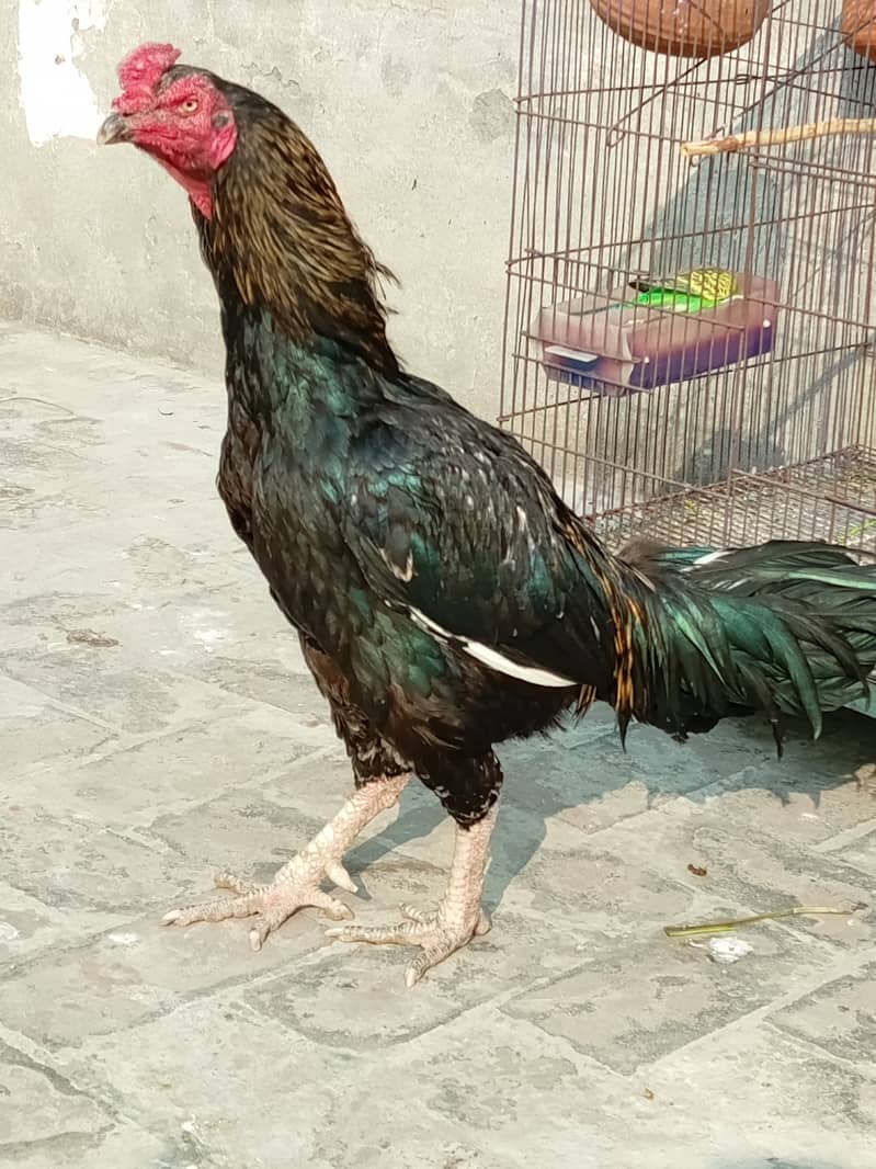 Aseel rooster - Hens - 1109101973