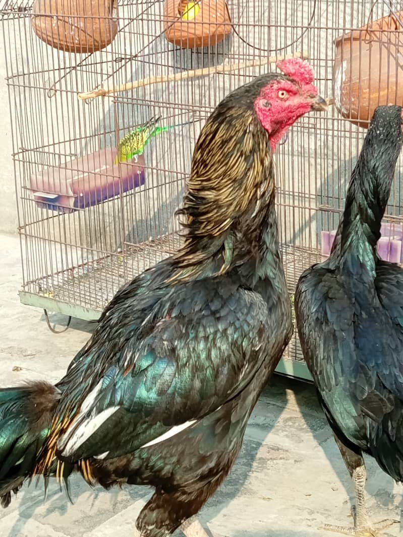 Aseel rooster - Hens - 1109101973