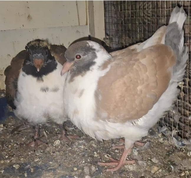 Ghazi Modena Chicks Pair, Modena king crossed female, Lahori zsheerazi ...